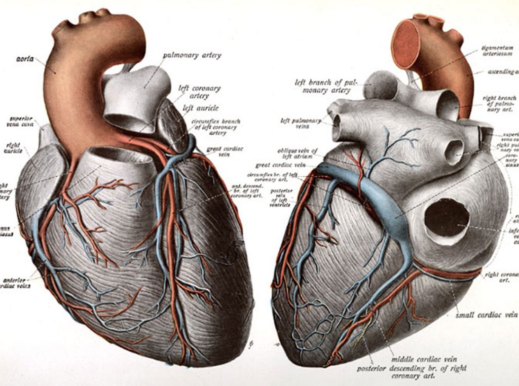 Drawing Blood: Anatomical Depictions of the Heart – HSHSL Weise Gallery